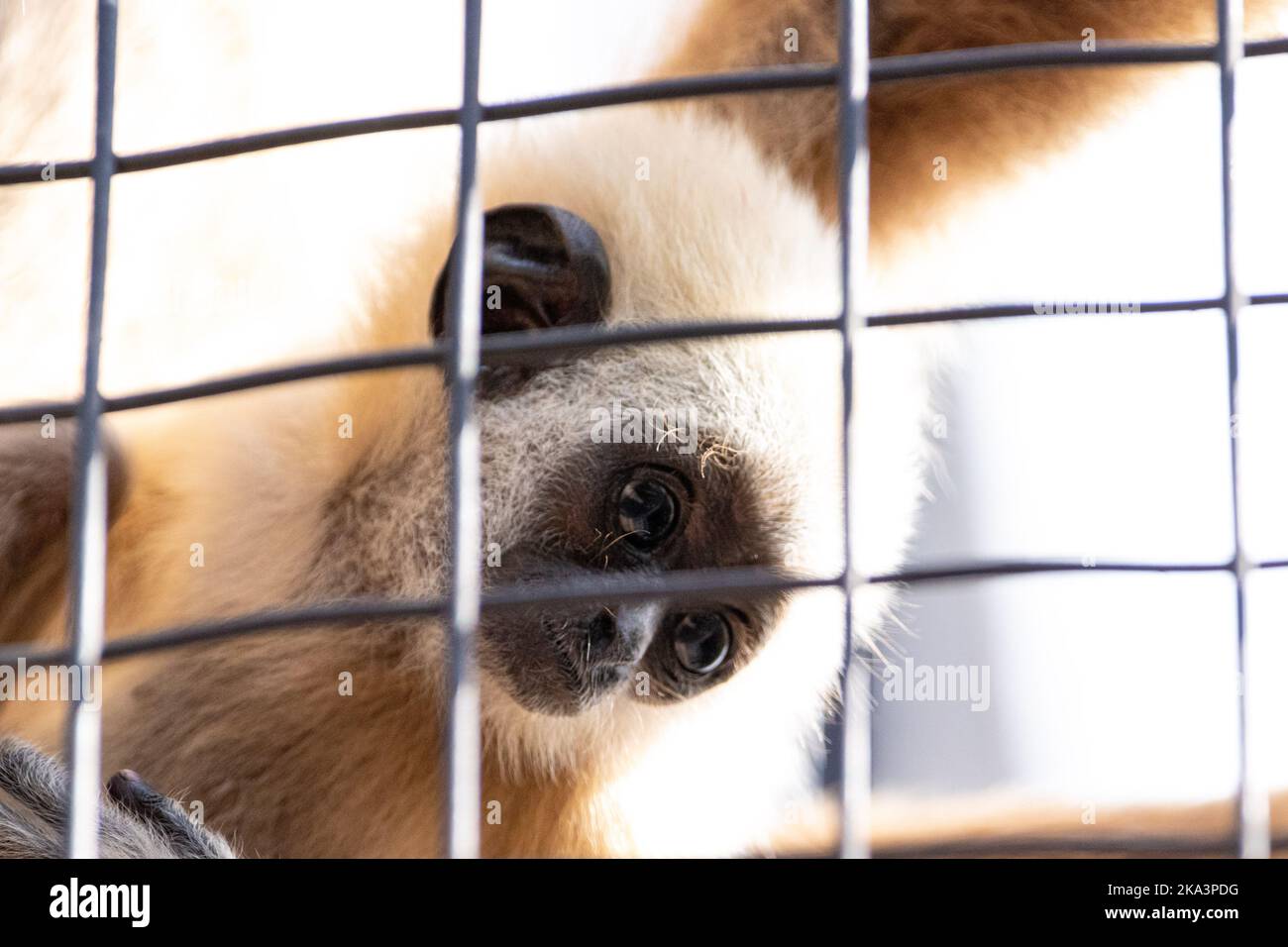 Cute ape in cage on hi-res stock photography and images - Alamy