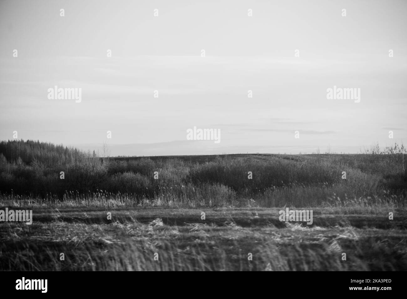 A grayscale shot of reed field Stock Photo - Alamy