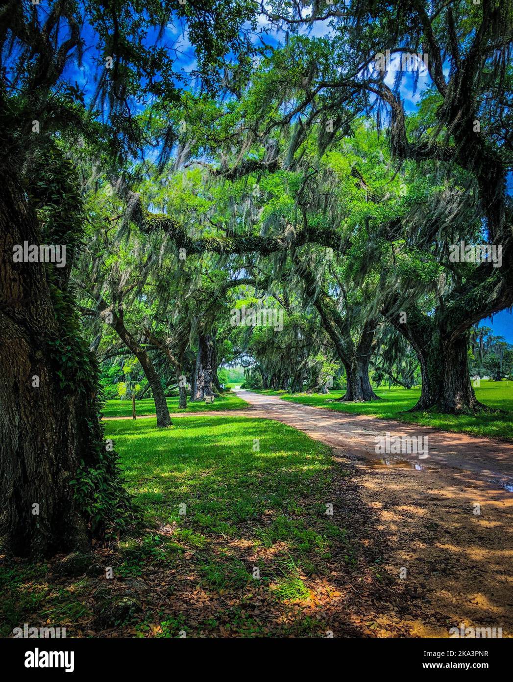 A vertical shot of a pathway in a green park Stock Photo - Alamy