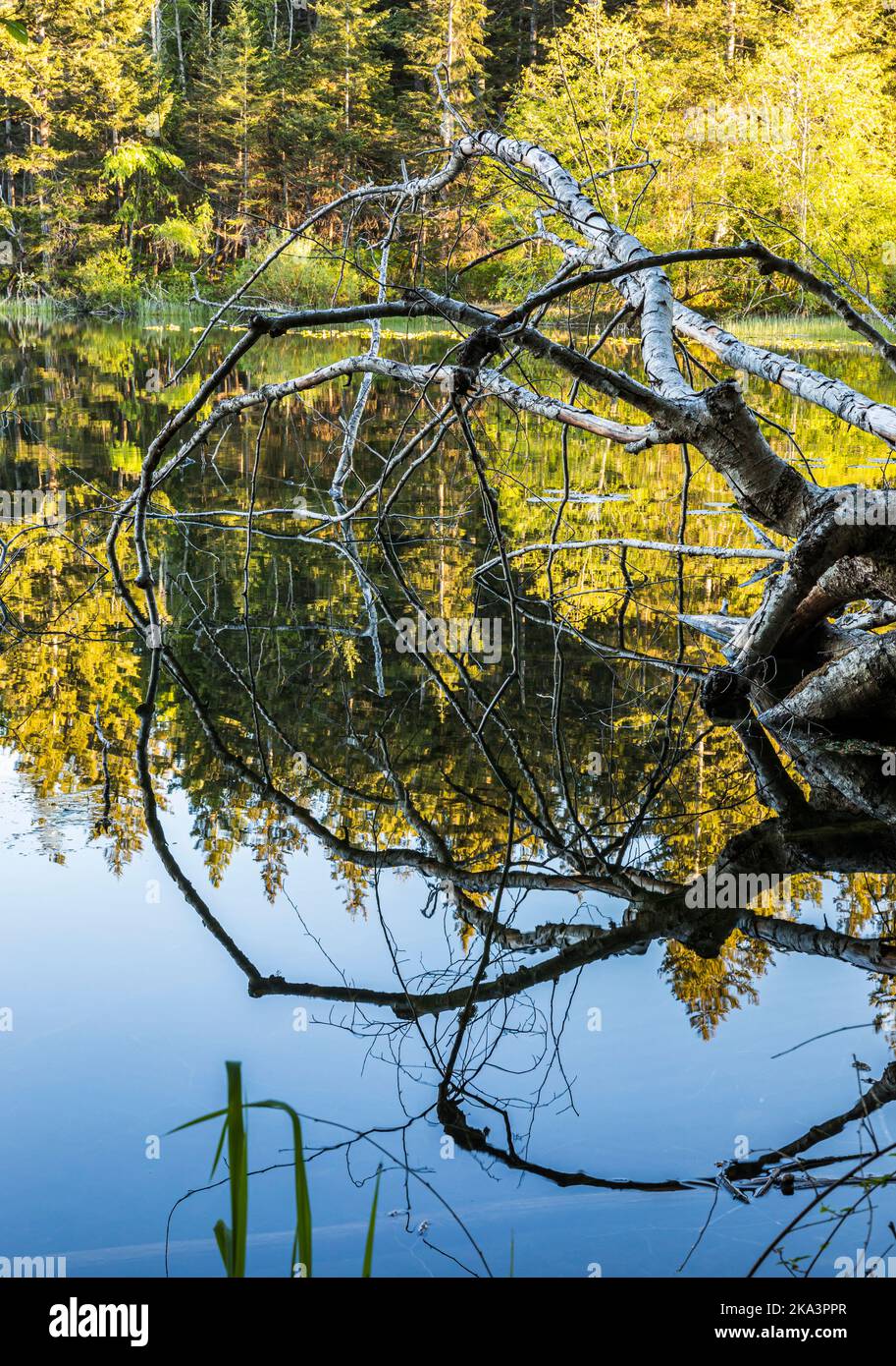 A fallen tree and late afternoon reflections in the lagoon on Cascade ...