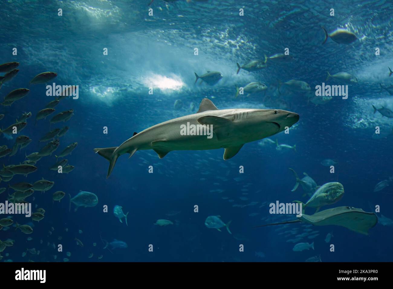 Great white shark swimming coral hi-res stock photography and images ...