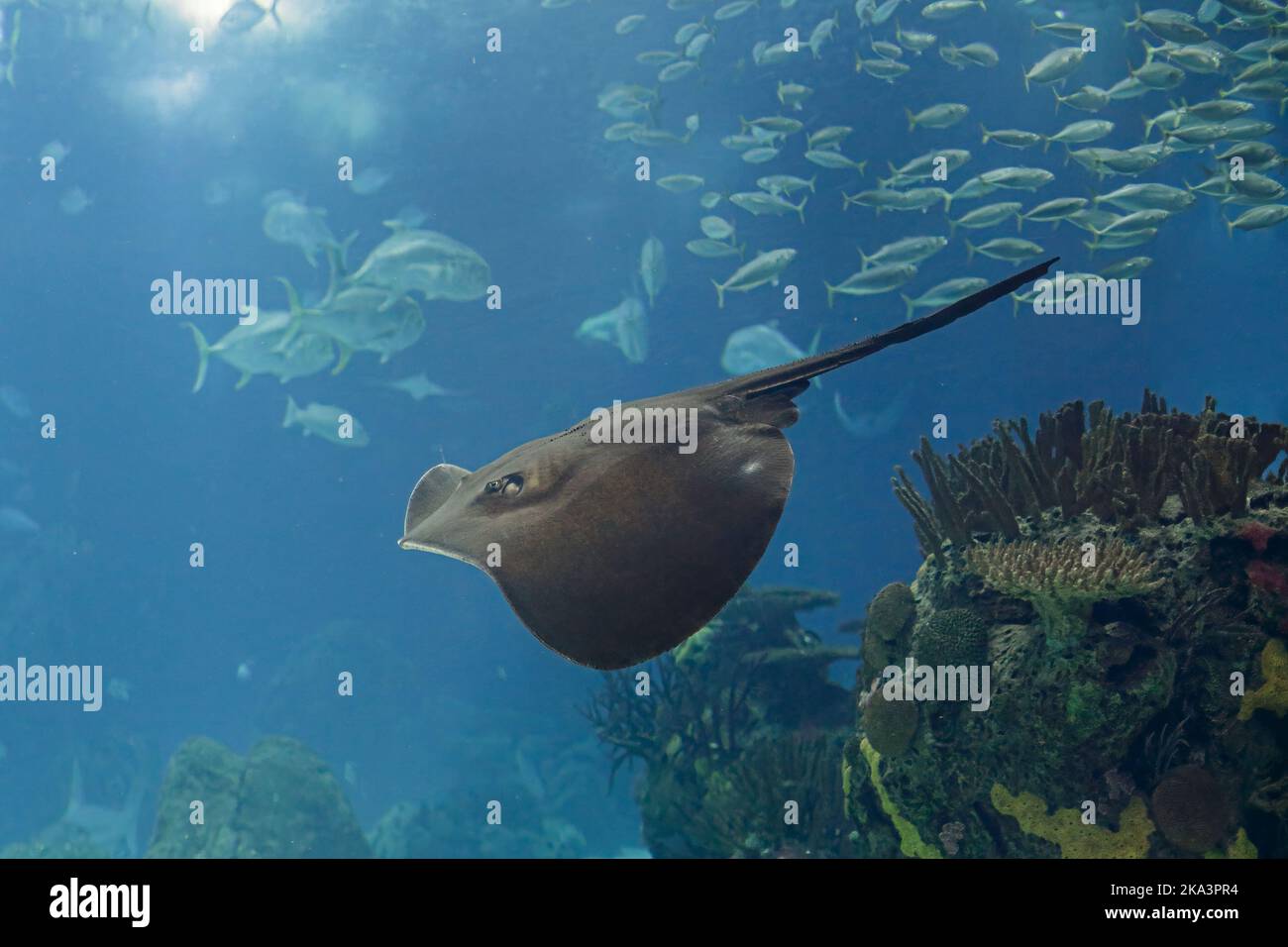 Ray passing by in a salt water aquarium Stock Photo - Alamy