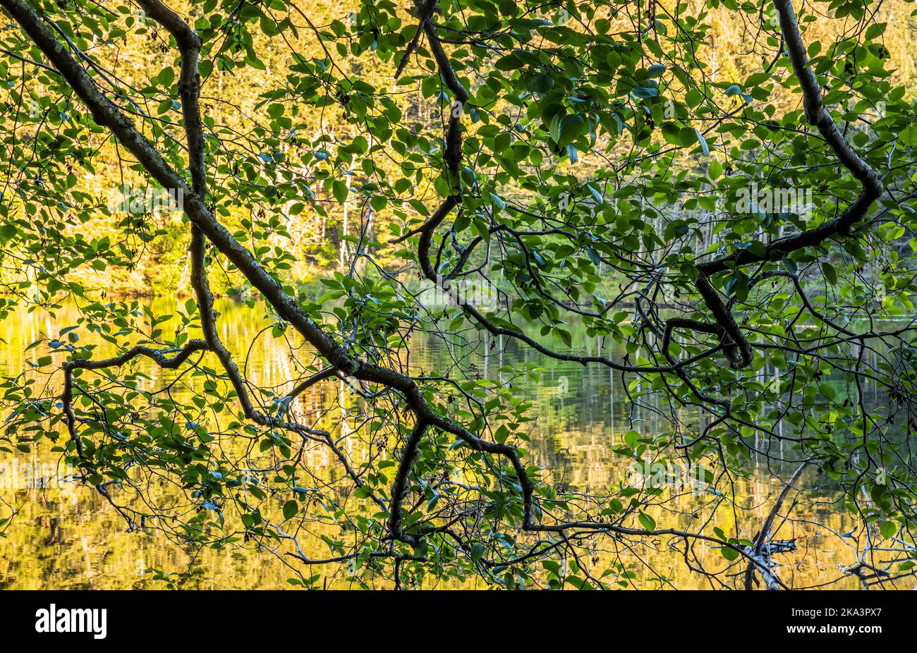 Looking at tree branches hanging down over a lake near sunset. Cascade ...