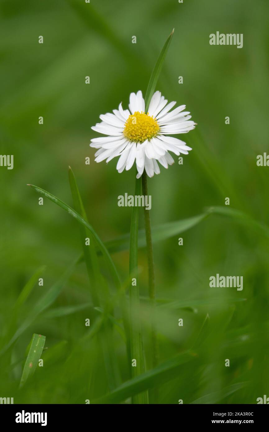 A vertical shot of a white daisy flower in a middle of a green garden ...