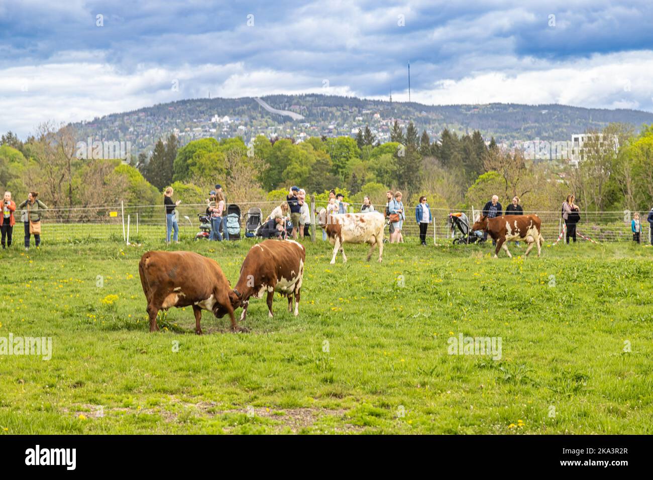 Kuslipp Kongsgarden Farm Bygdoy Oslo Norway Stock Photo - Alamy