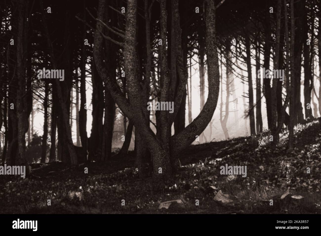 Dappled sunlight breaking through the forest of trees, creating ...