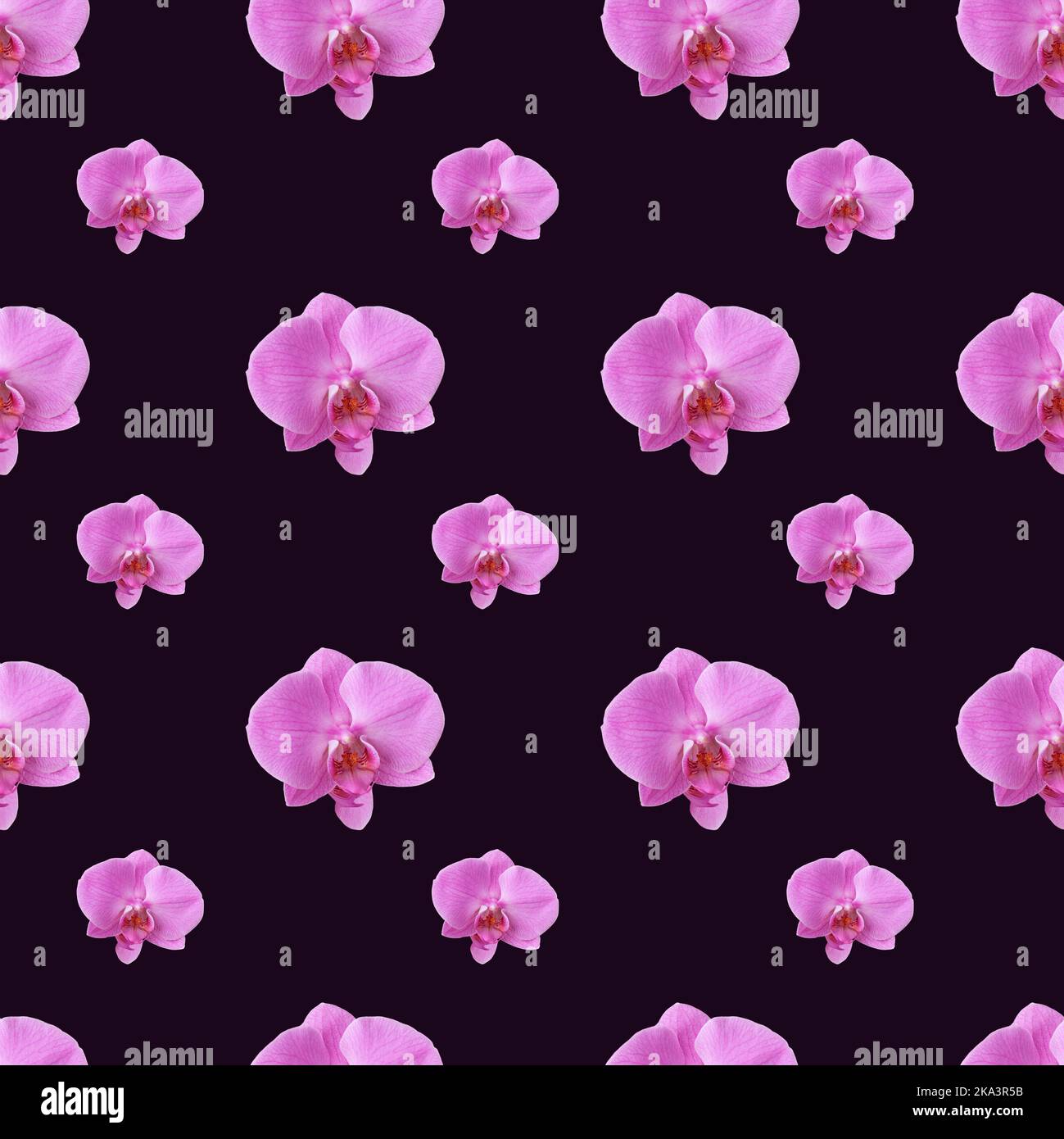 Botanical illustration and orchid hi-res stock photography and images ...