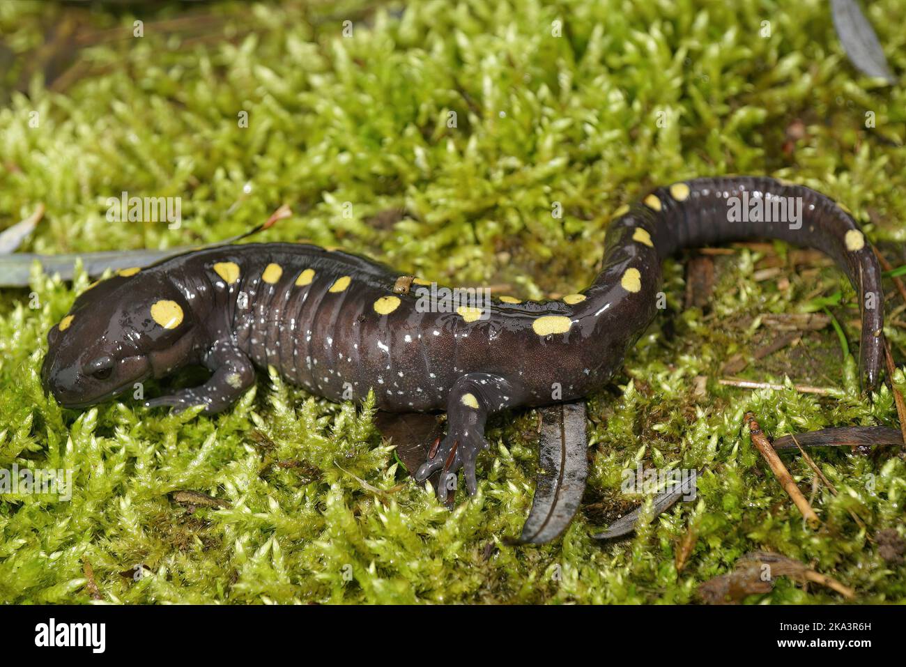 Closeup on an adult male North-American Spotted mole salamander ...