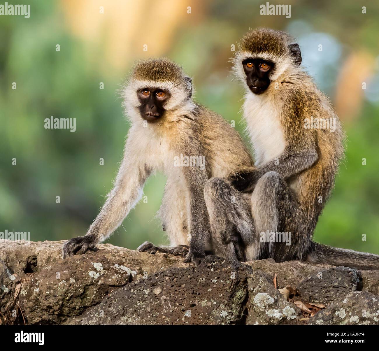 Two monkeys sitting side by side on a wall, Kenya Stock Photo - Alamy