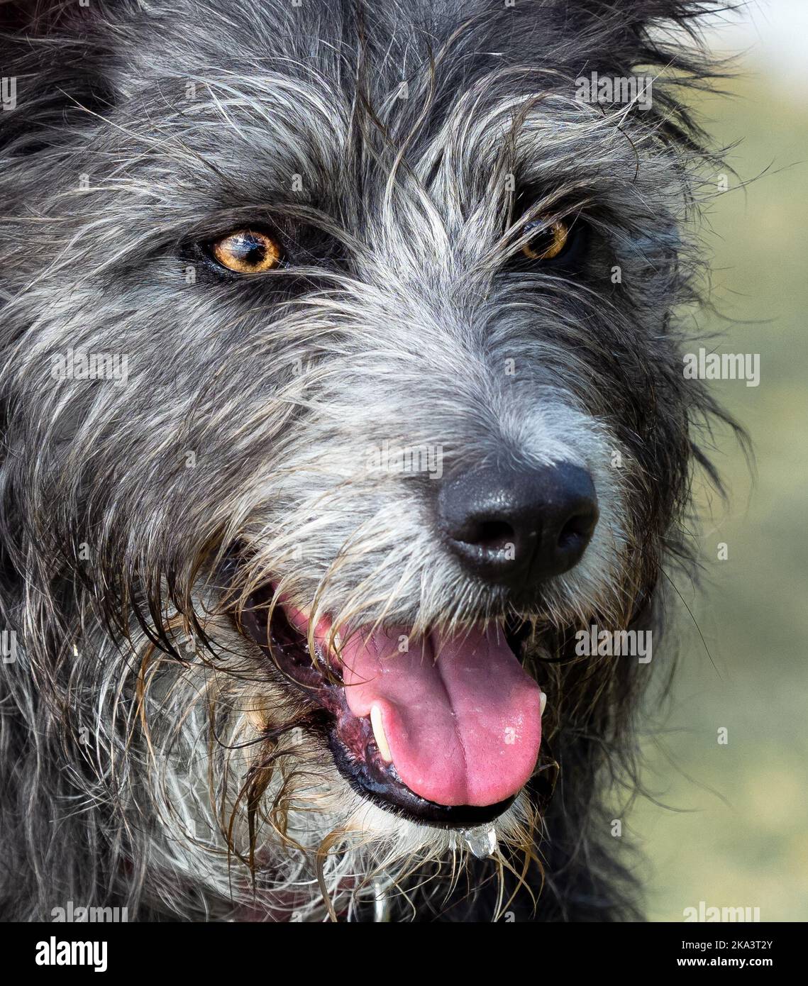 Irish wolfhound looking at camera hi-res stock photography and images ...