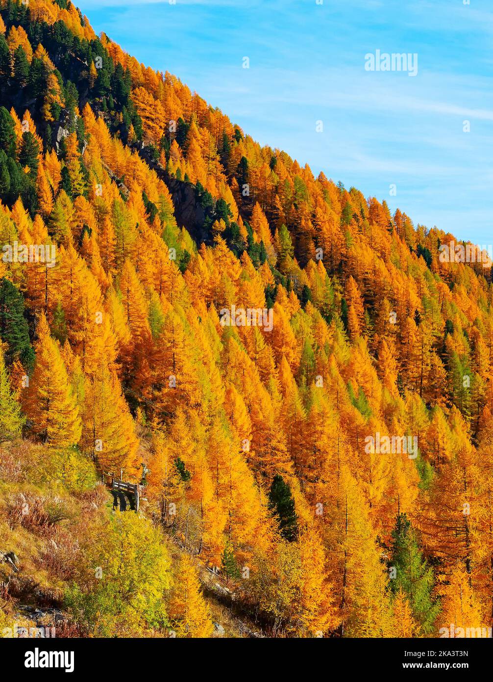 Scenic Alps landscape with autumn golden forest and hotel houses at mountain slope, Italy Stock ...