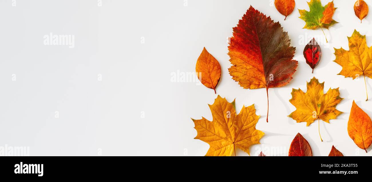 Bright and colorful autumn leaves. Top view on monochrome geometry with ...