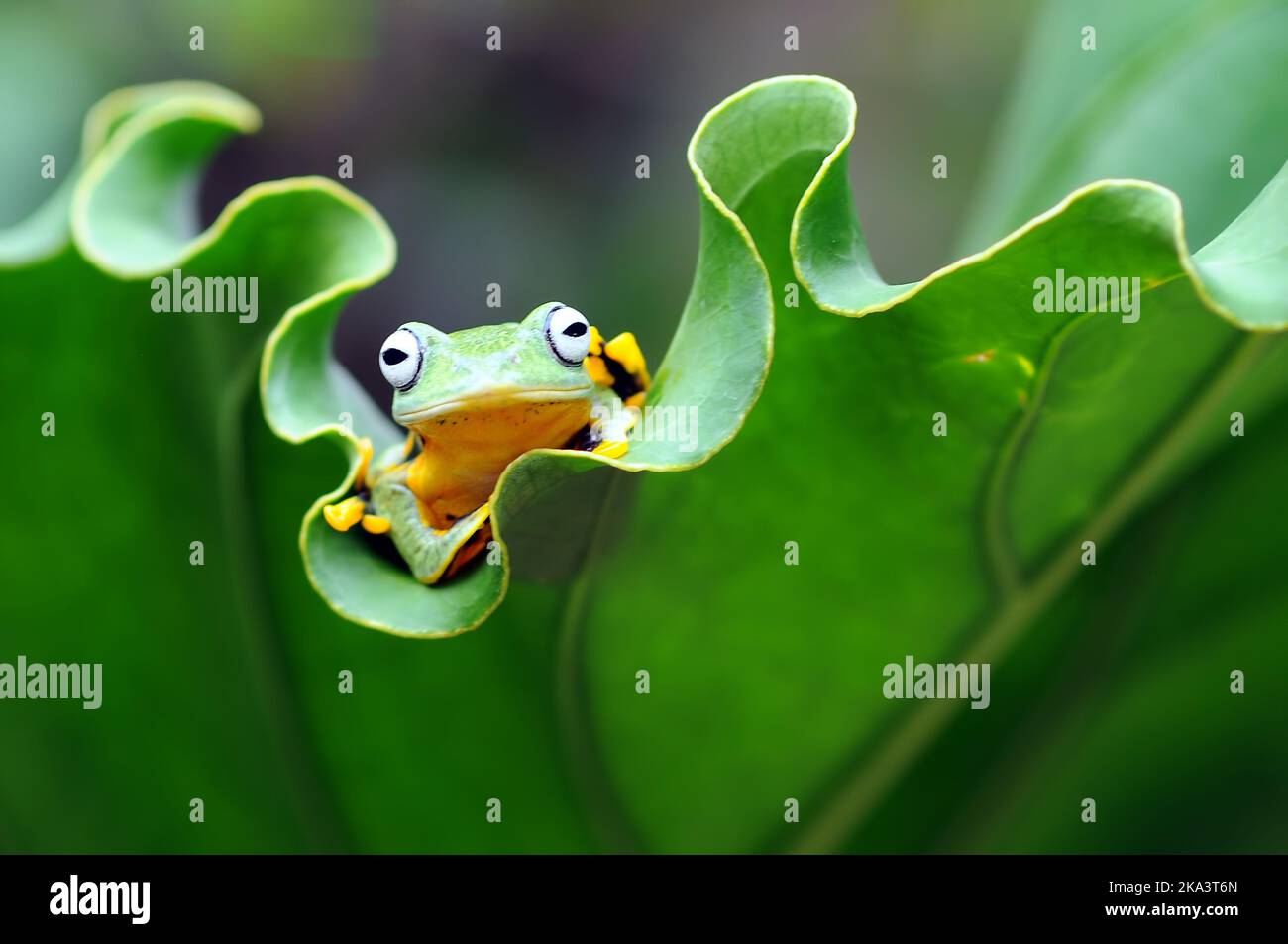 Close-up of a flying tree frog on a leaf, Indonesia Stock Photo - Alamy