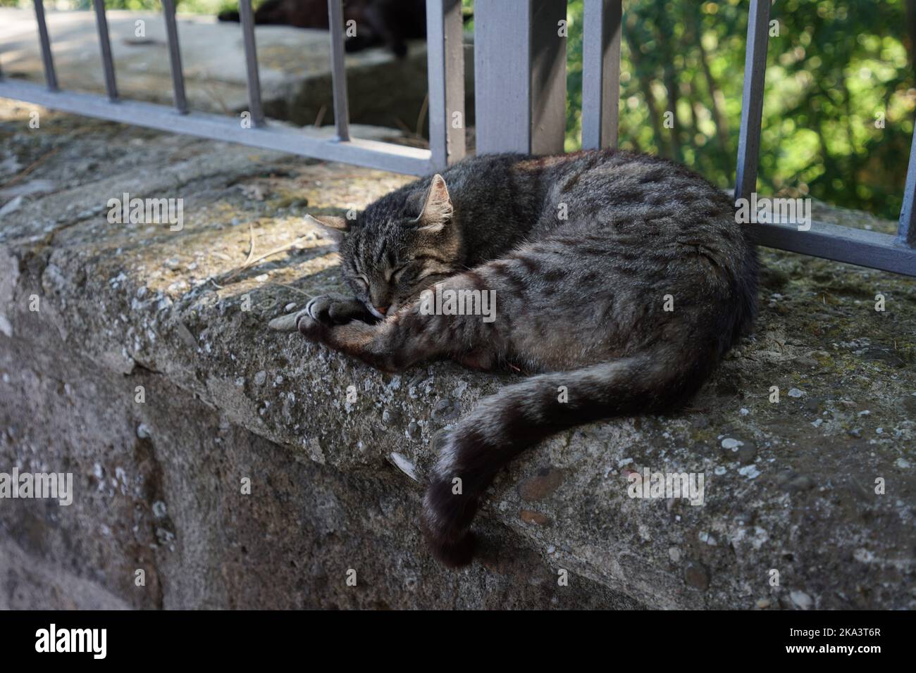 A cute lazy tabby cat sleeping on a stone wall Stock Photo - Alamy