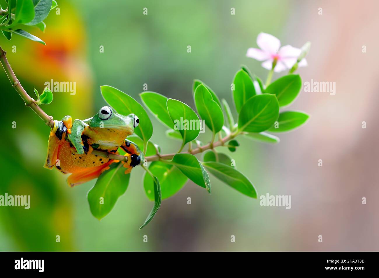 Close-up of a flying tree frog on a plant, Indonesia Stock Photo - Alamy