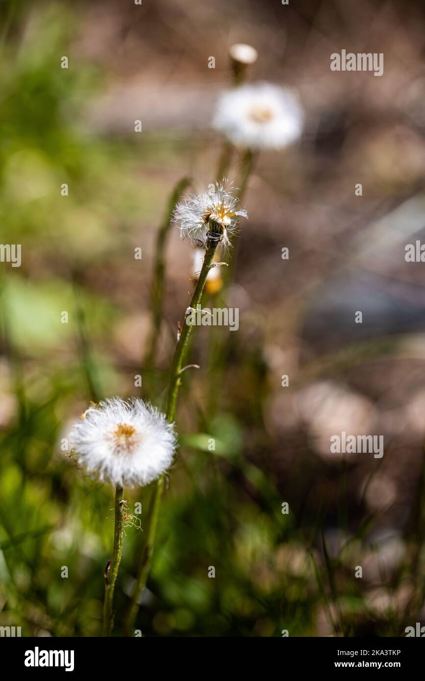 Dandelion green background springtime hi-res stock photography and ...