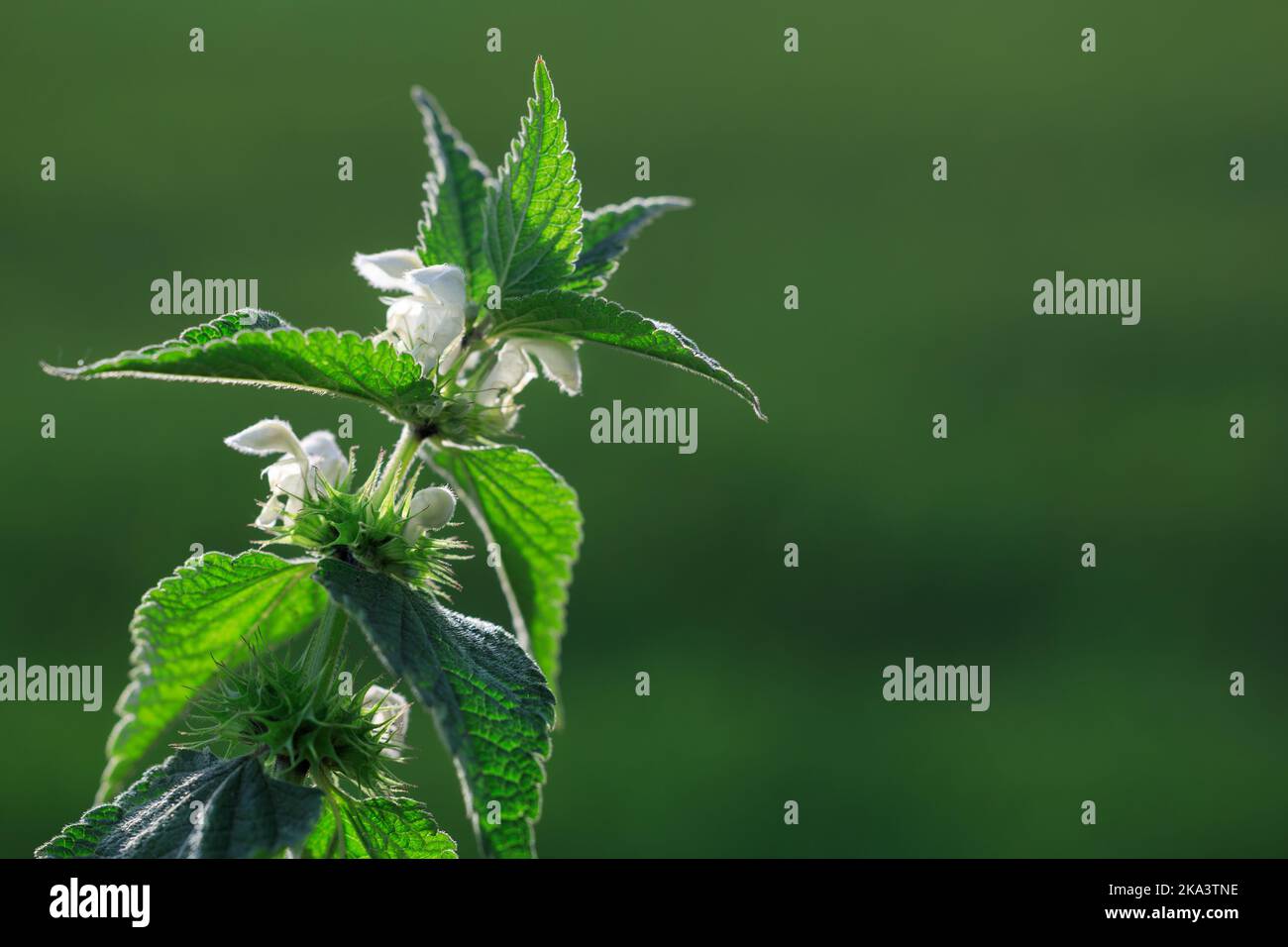 A flowering nettle bush with space for text. Natural background ...