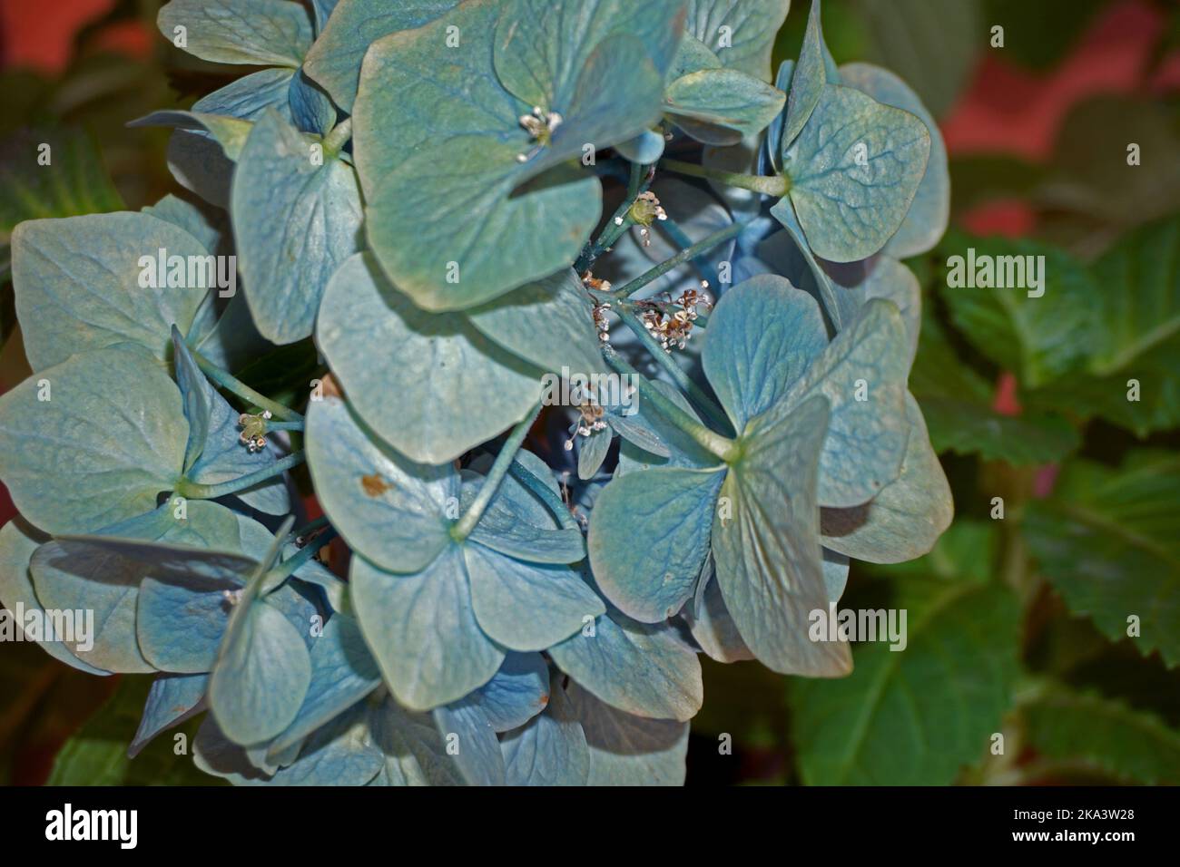 Hydrangea hortensia clode-up Stock Photo - Alamy