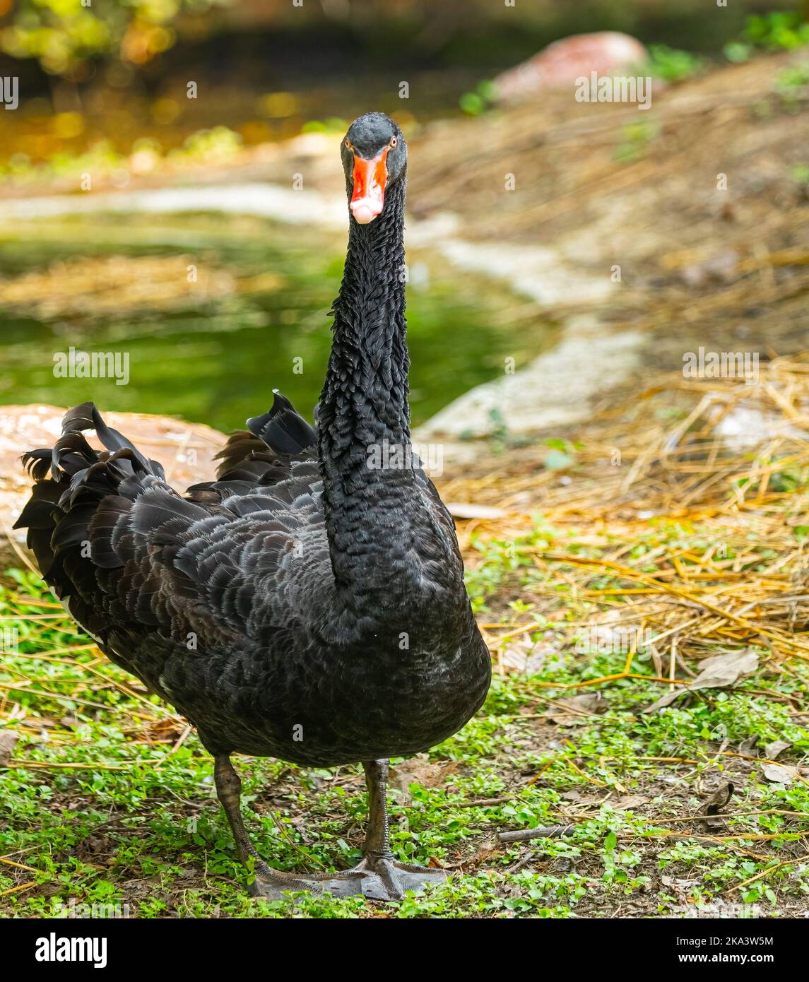 Red swam hi-res stock photography and images - Alamy