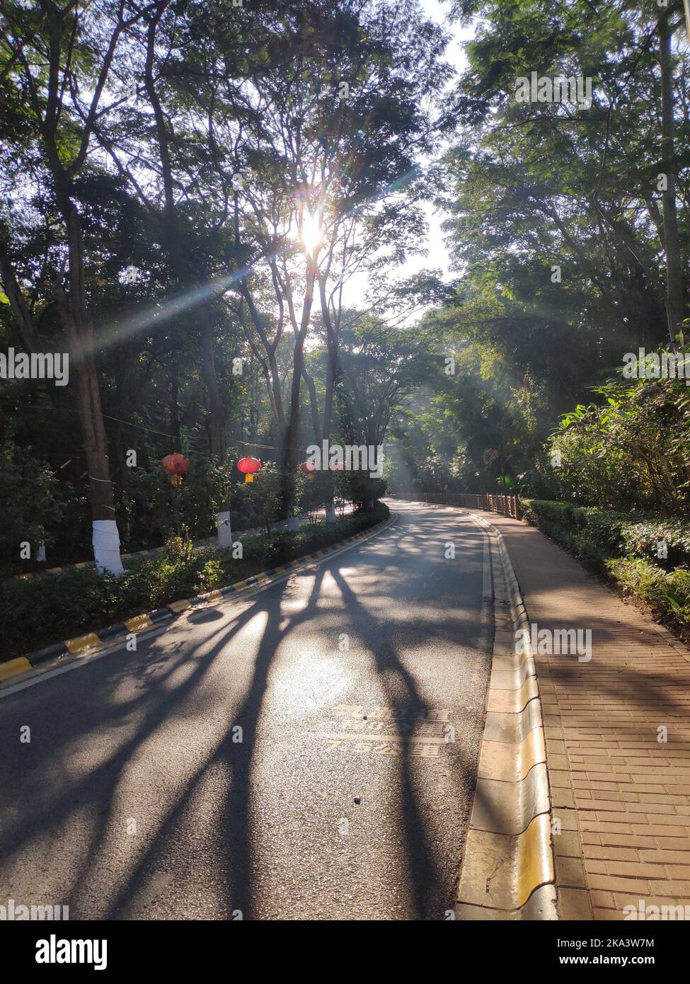 A vertical shot of a street leading to the forest with a sun shining ...