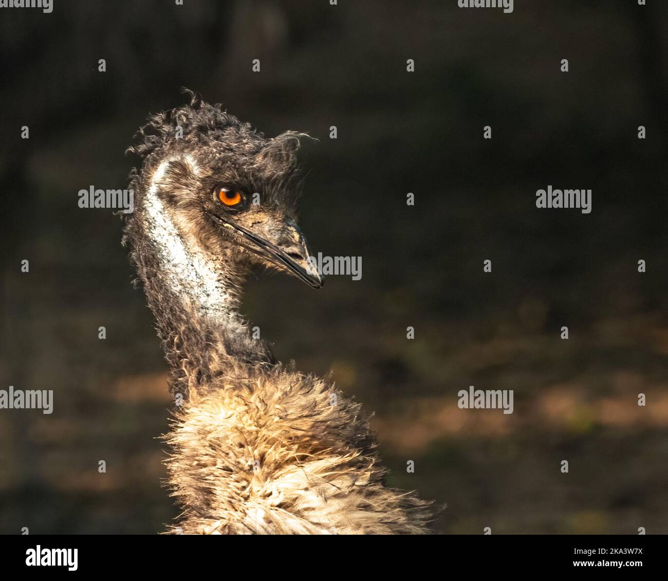 Crazy emu hair hi-res stock photography and images - Alamy