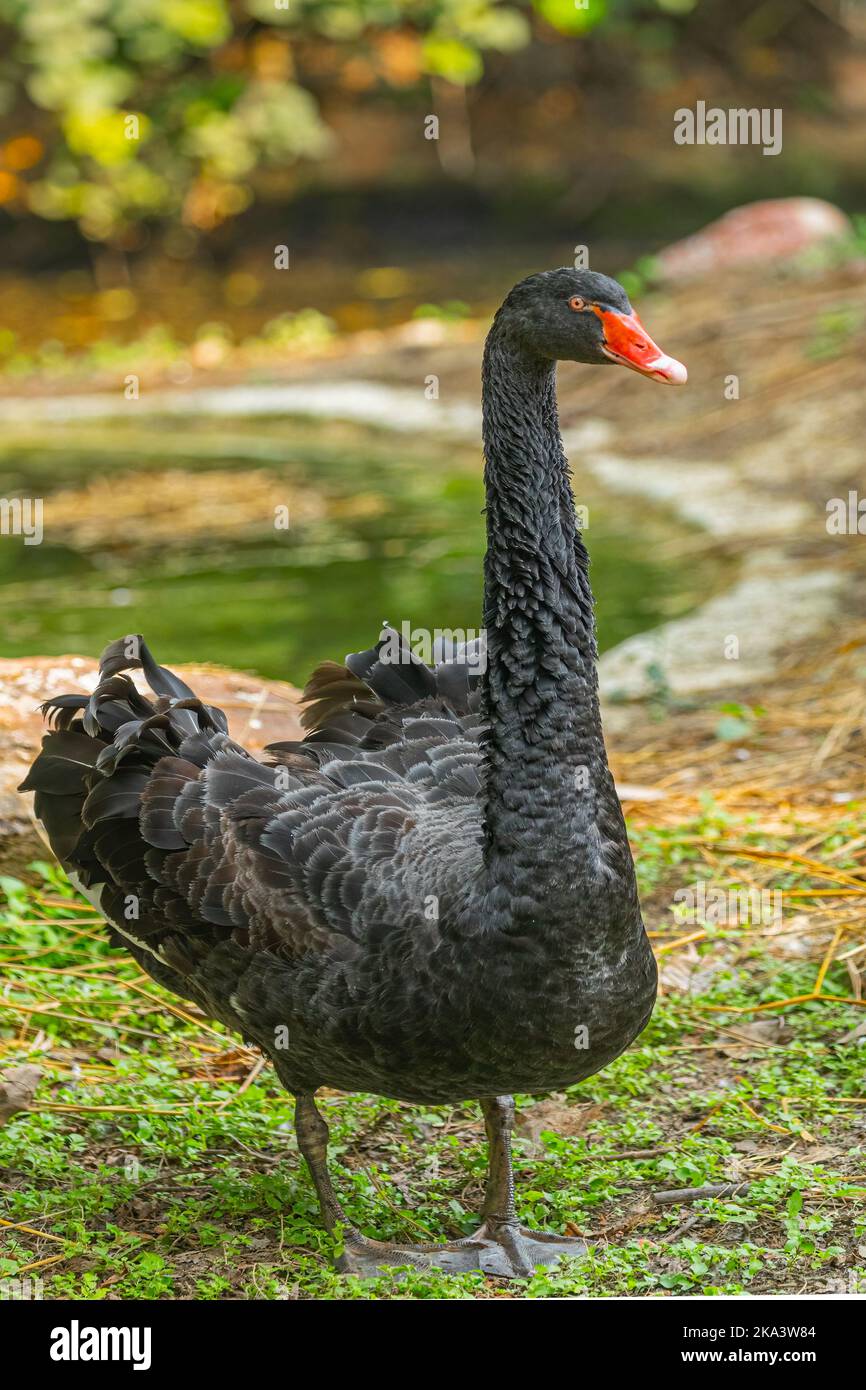 Swam feathers hi-res stock photography and images - Alamy