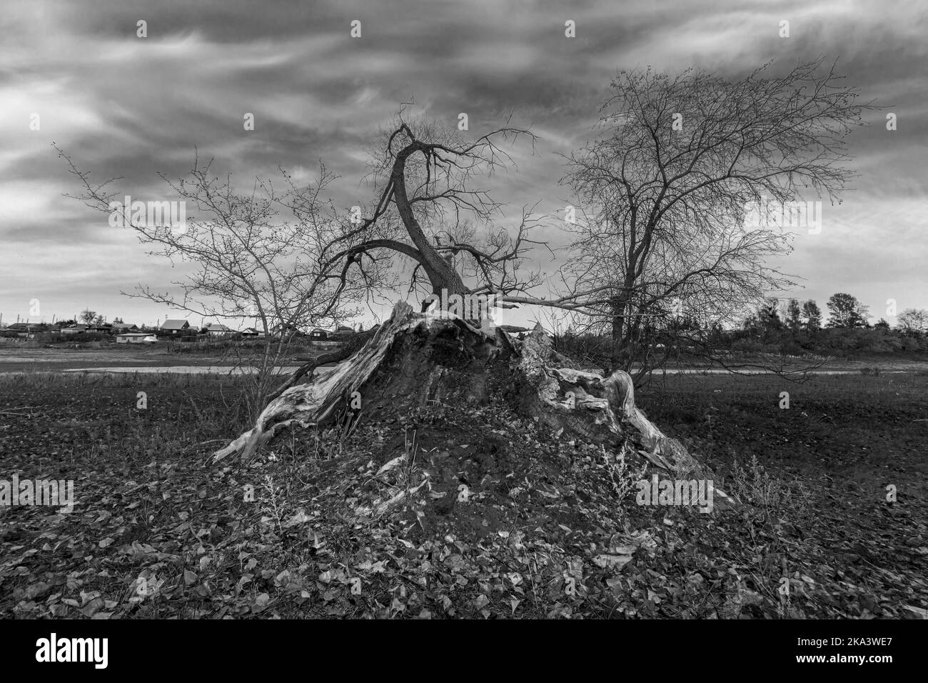 Black and white autumn photo of an old tree damaged by lightning, but ...