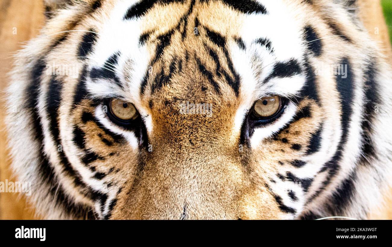 A Large Siberian Tiger cared for in a sanctuary Stock Photo - Alamy