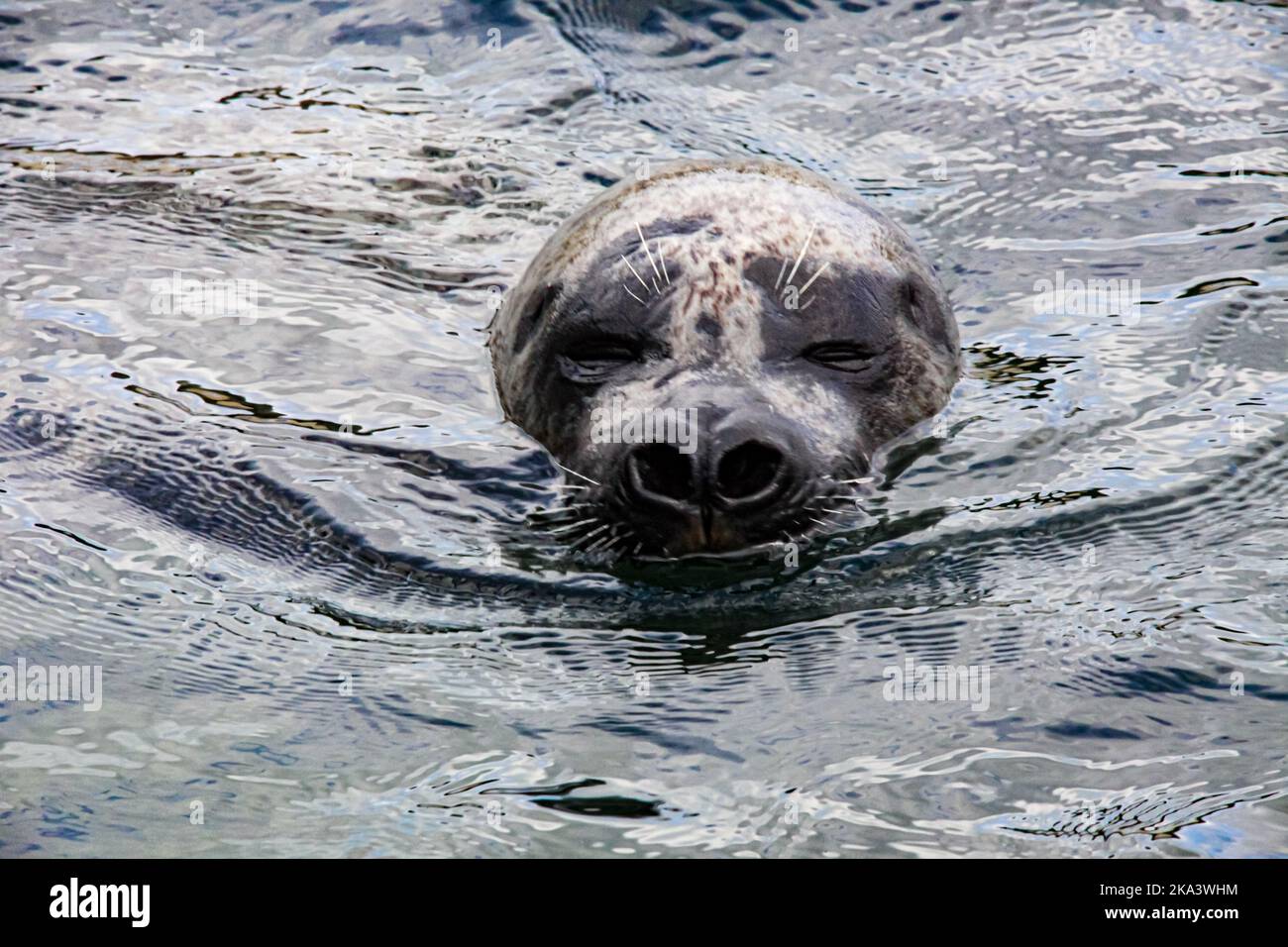 Seals float in the sea Stock Photo - Alamy