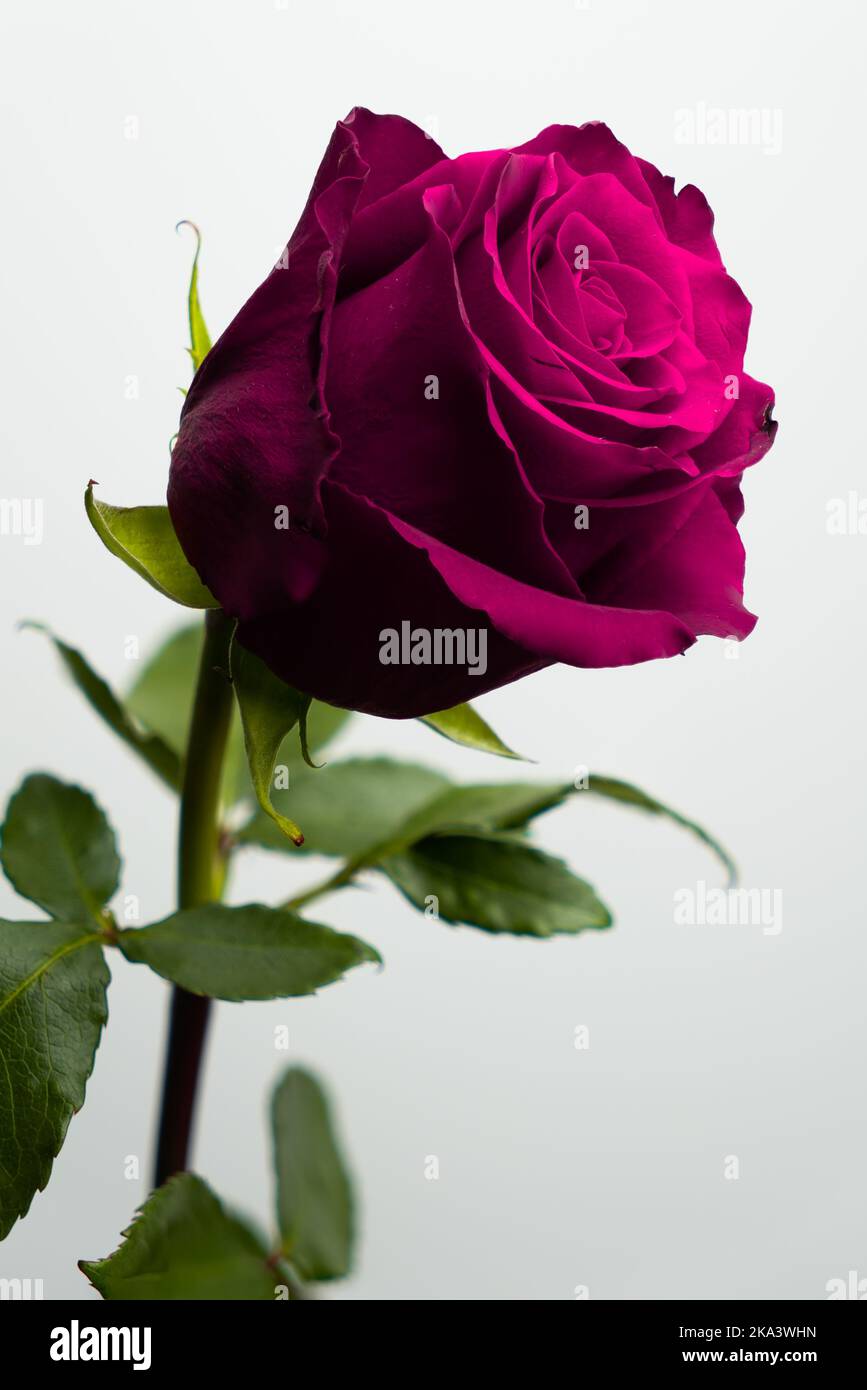 Maroon rose hi-res stock photography and images - Alamy