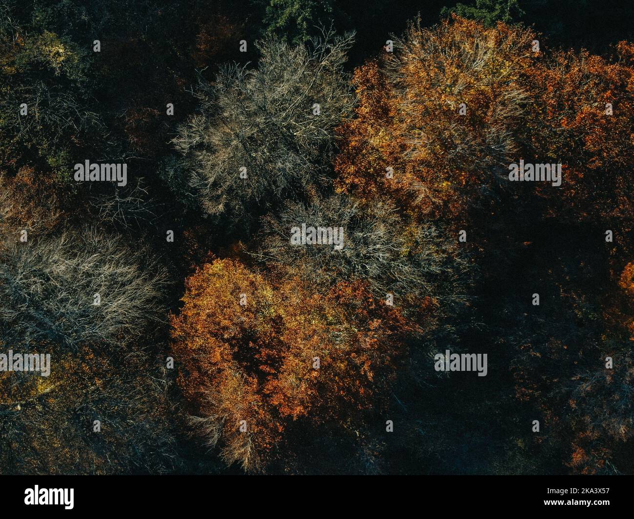 A top view of a forest with orange and green trees Stock Photo - Alamy