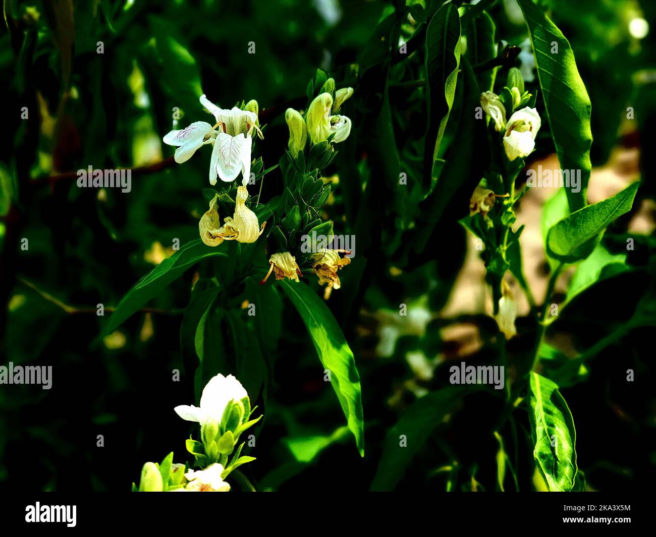 A closeup shot of the adhatoda vasica or Justicia adhatoda plant ...