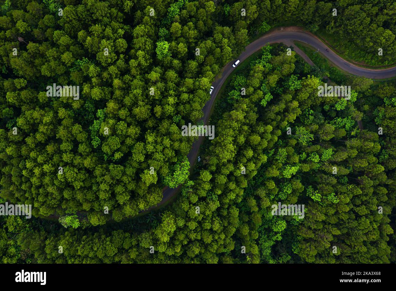 Aerial view of cars driving along a winding road through a lush forest ...