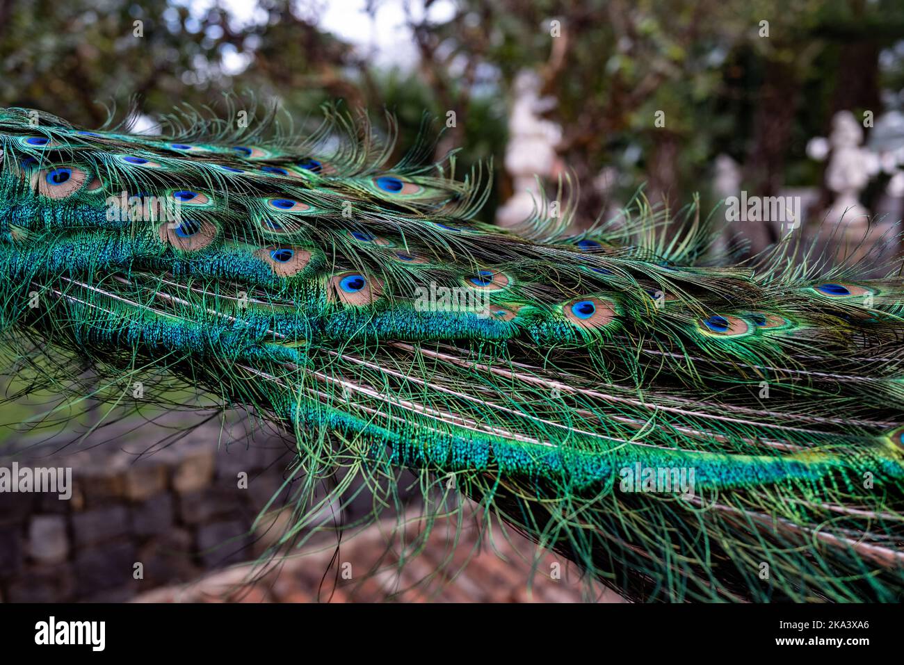 Side view of folded peacock tail. Mostly blurred photo bright colorful ...