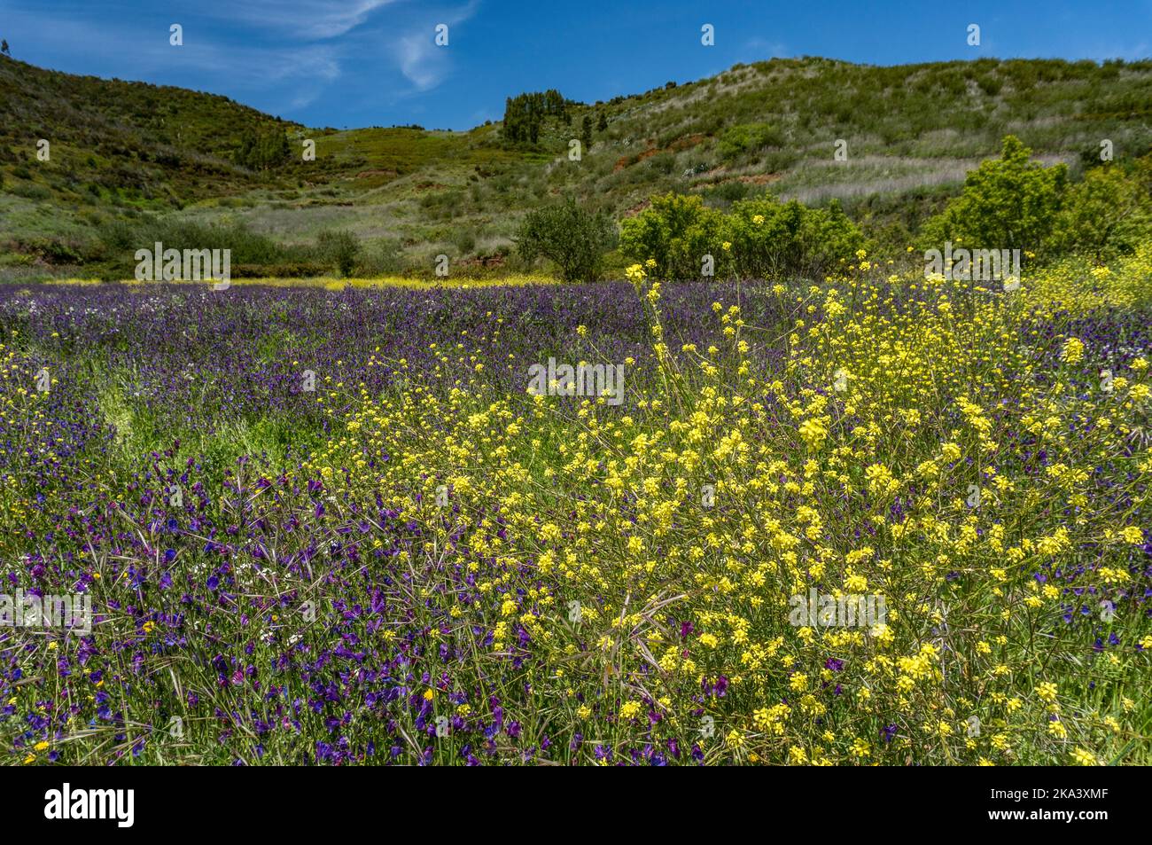 Field of flowers, purple vipers-bugloss and hoary mustard. Wild spring ...