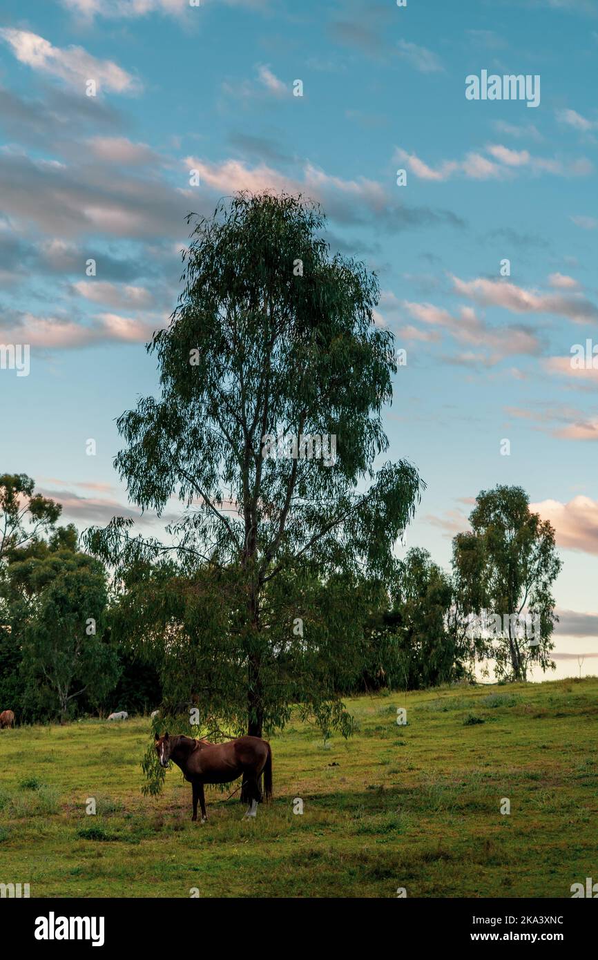 A vertical shot of a beautiful brown horse standing under tree in a ...