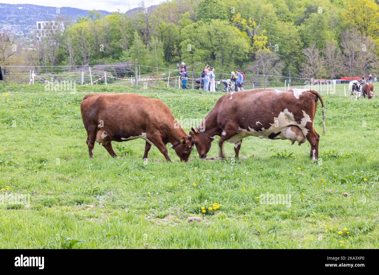 Kuslipp in the spring Kongsgarden Farm Bygdoy Oslo Norway Stock Photo ...