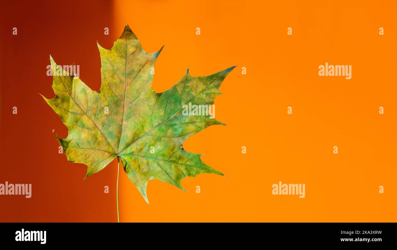 Yellow and green maple leaf. Monochrome banner with light and shadow ...