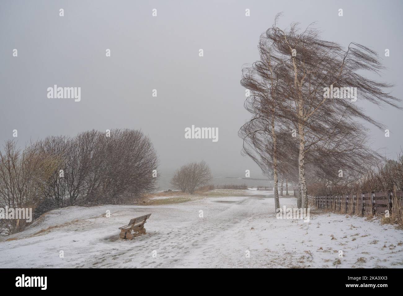 The stormy scenery in a winter forest with trees blowing in the wind ...