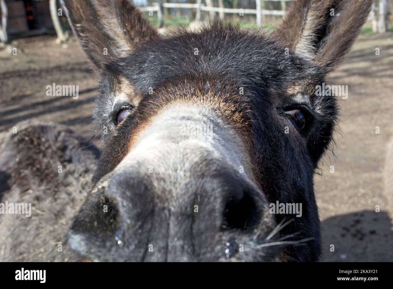 Mule portrait farm hi-res stock photography and images - Alamy