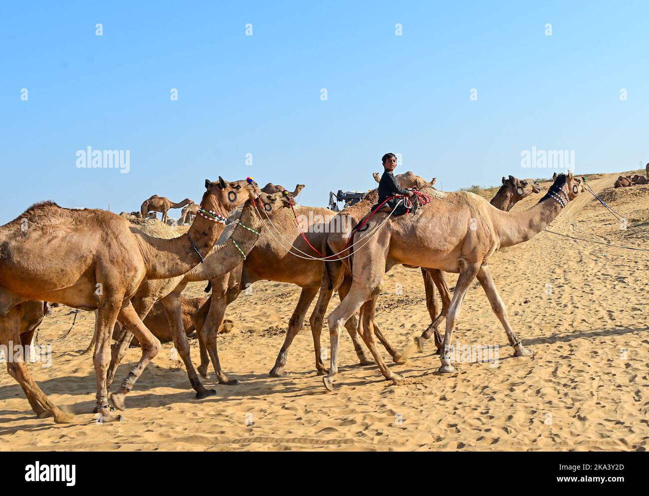 Pushkar Camel Fair 2022