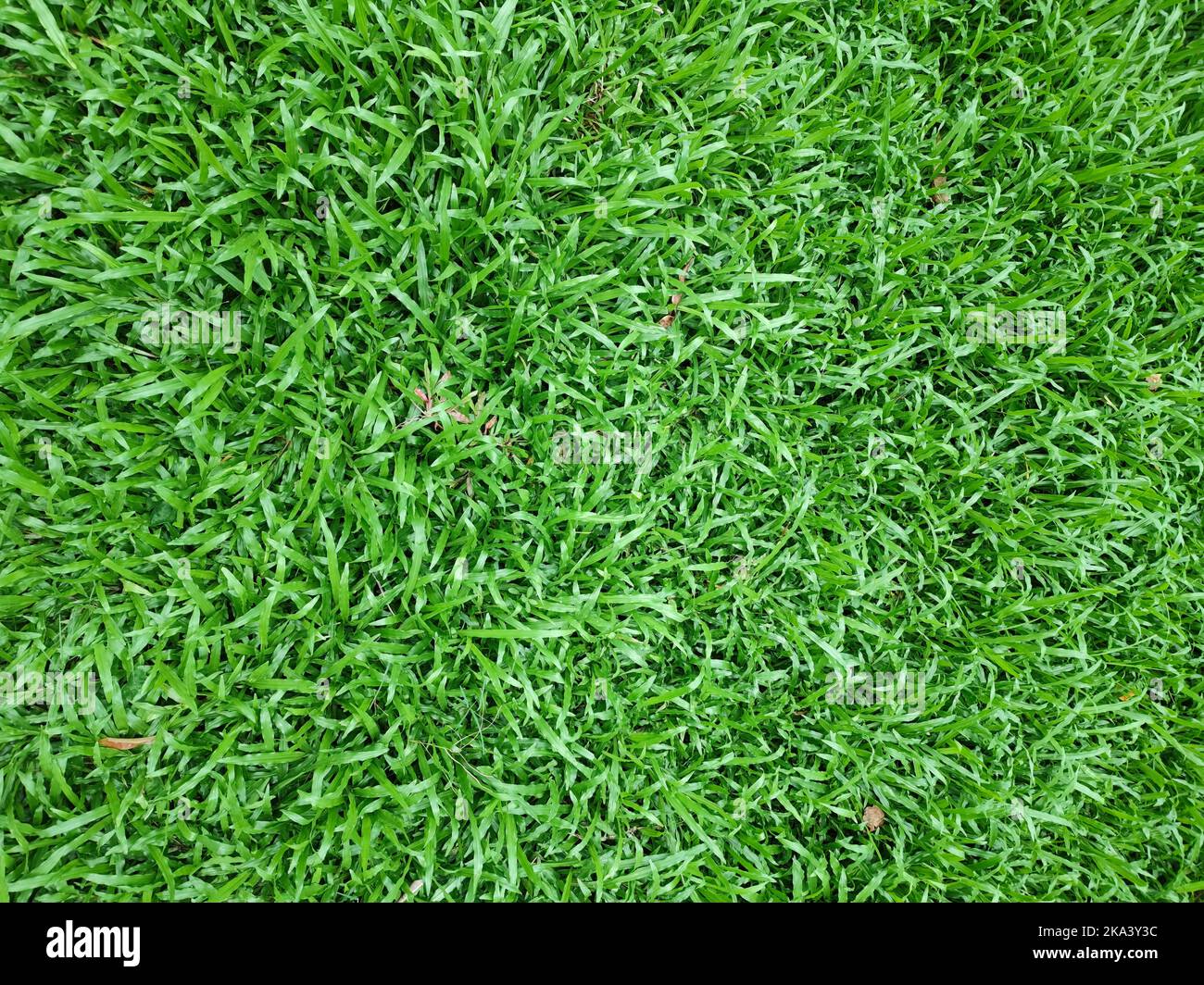 A top view shot of green grass growing in spring or summer Stock Photo ...
