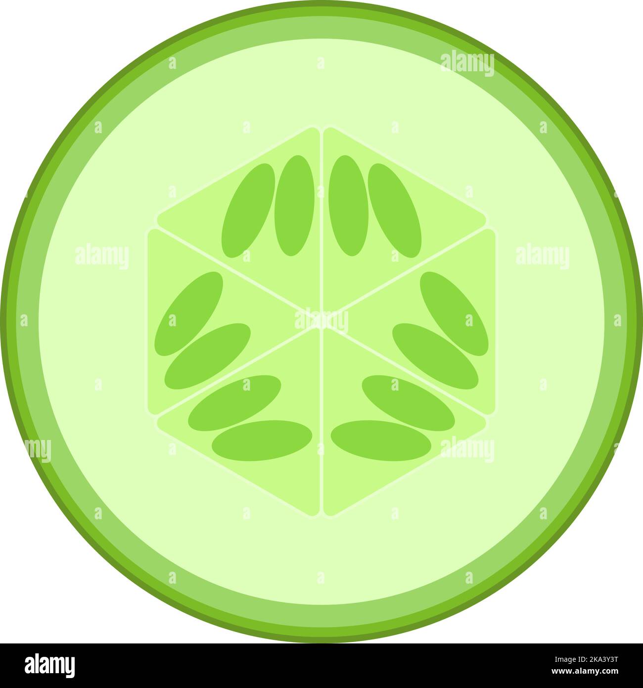 Cucumber slices. Healthy and delicious food. Vector graphics on a white ...