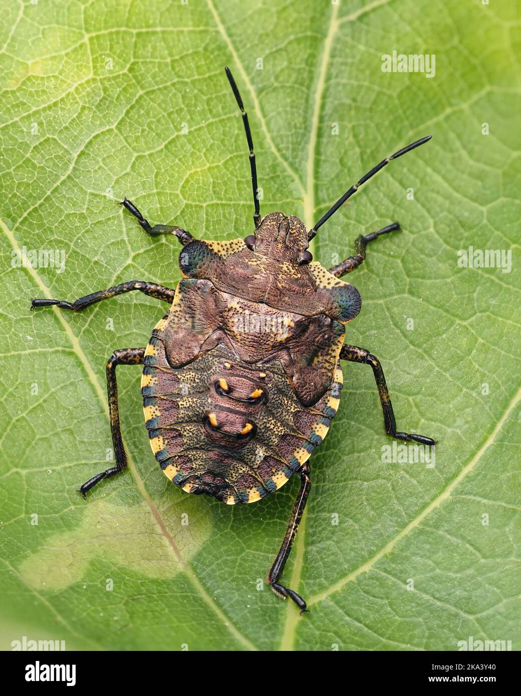 Forest Shieldbug final instar nymph (Pentatoma rufipes) crawling on ...