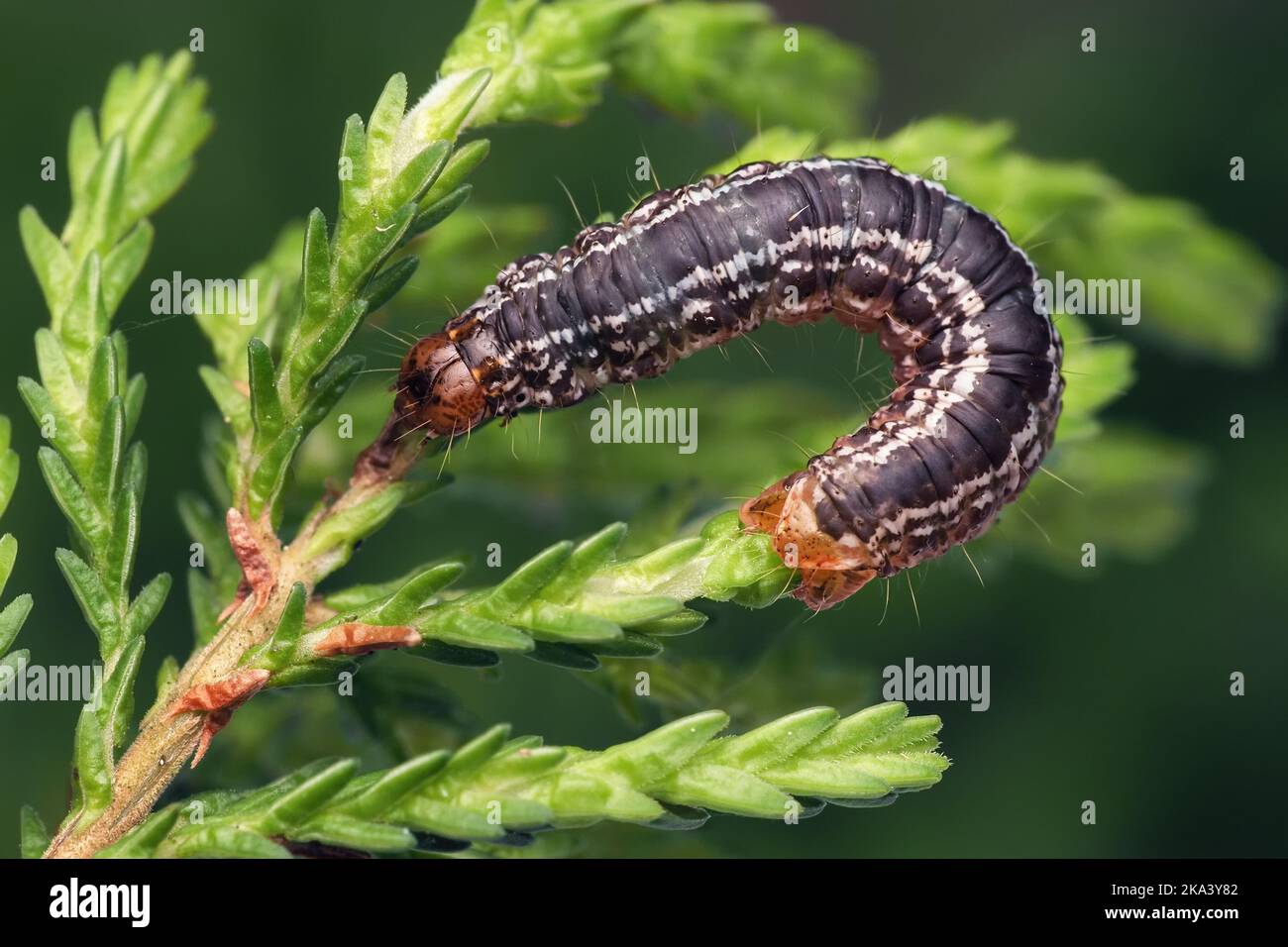 July Highflyer moth caterpillar (Hydriomena furcata) on heather ...