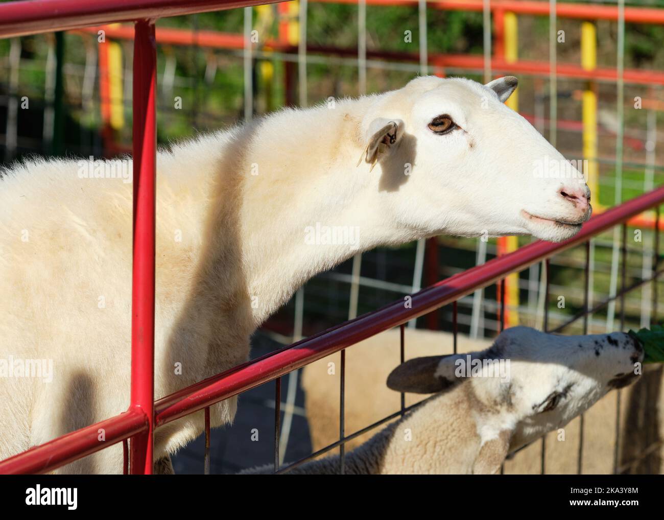 Sheep in their pens at the farm fair exhibition Stock Photo - Alamy
