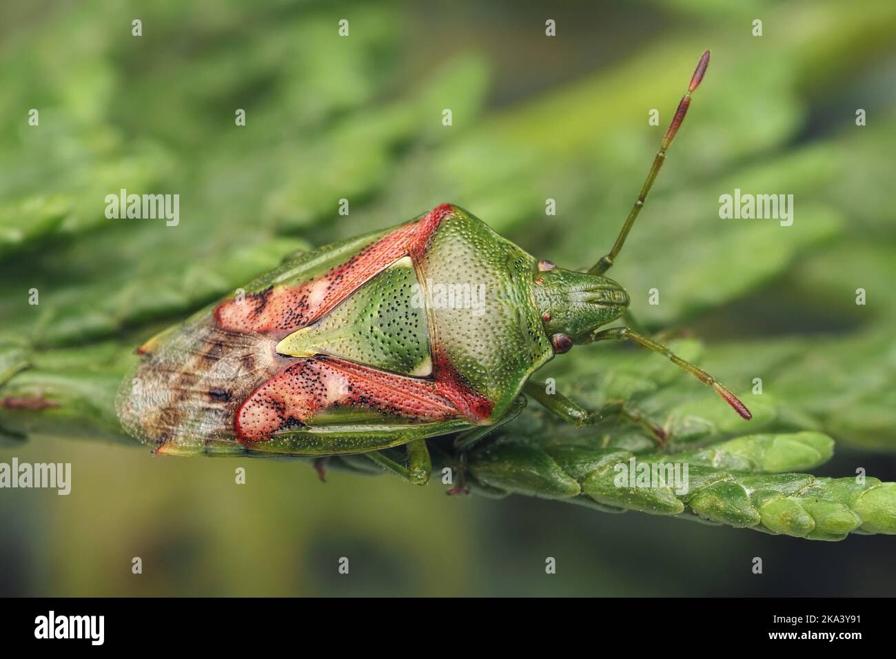 Juniper Shieldbug (Cyphostethus tristriatus) crawling on cypress tree ...