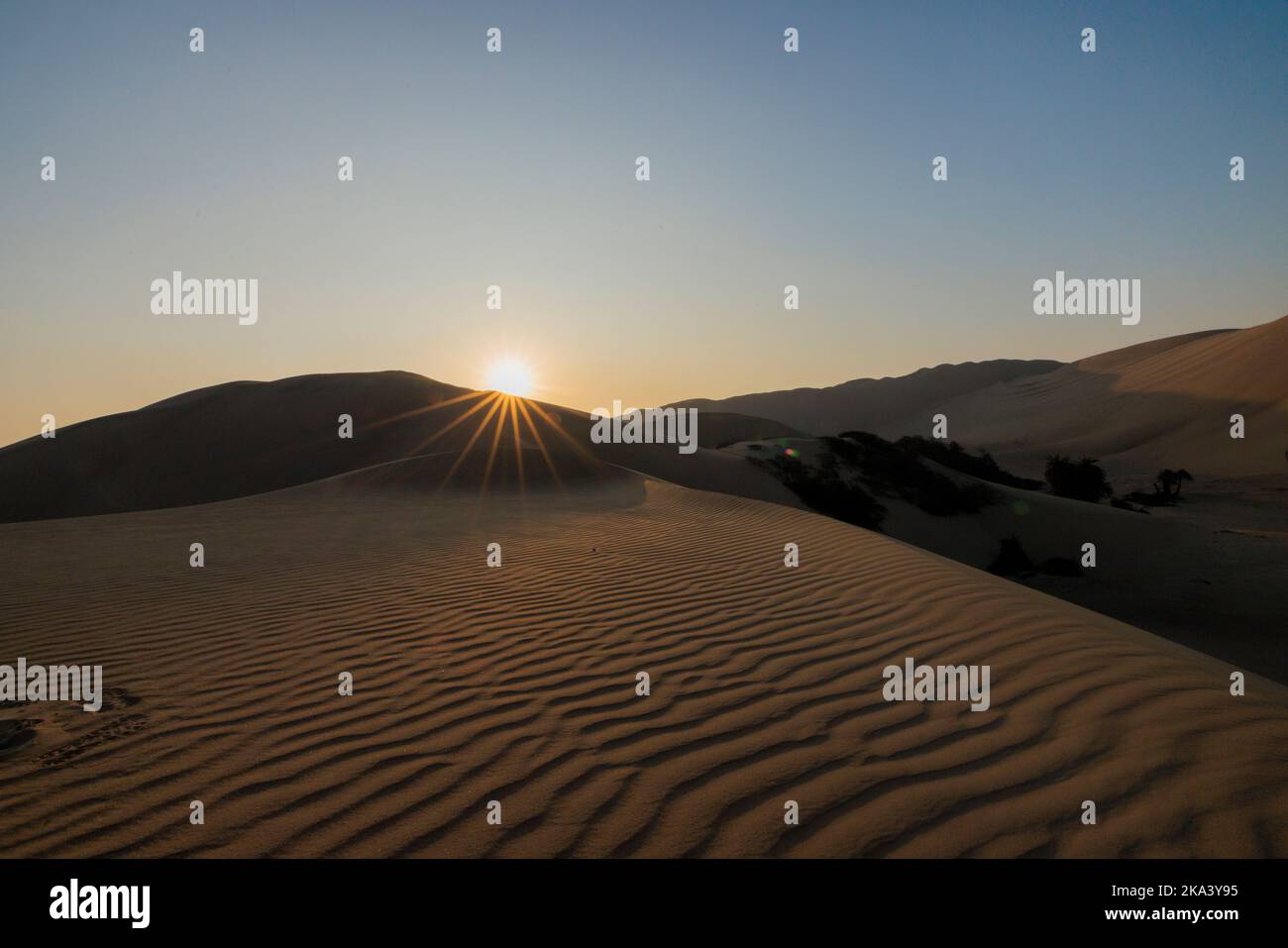 A desert with sand ripples, dunes and shrubs at sunset under a clear ...