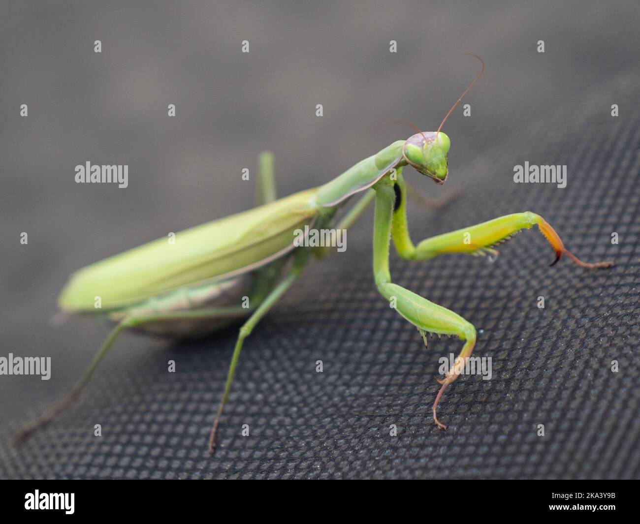 Gray praying mantis hi-res stock photography and images - Alamy