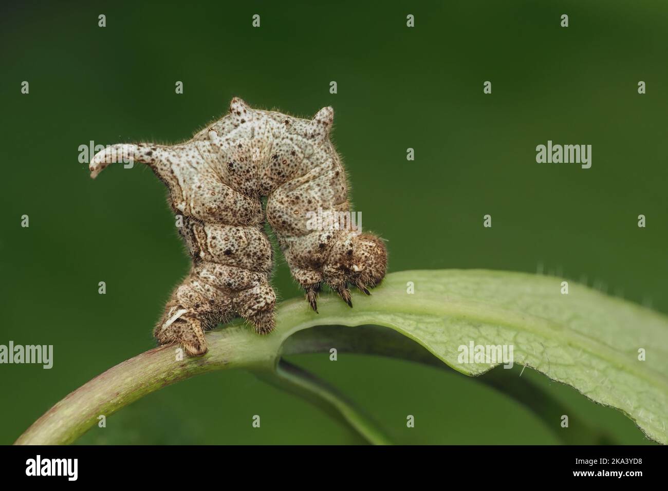 Lilac Beauty moth caterpillar (Apeira syringaria) at rest on leaf ...